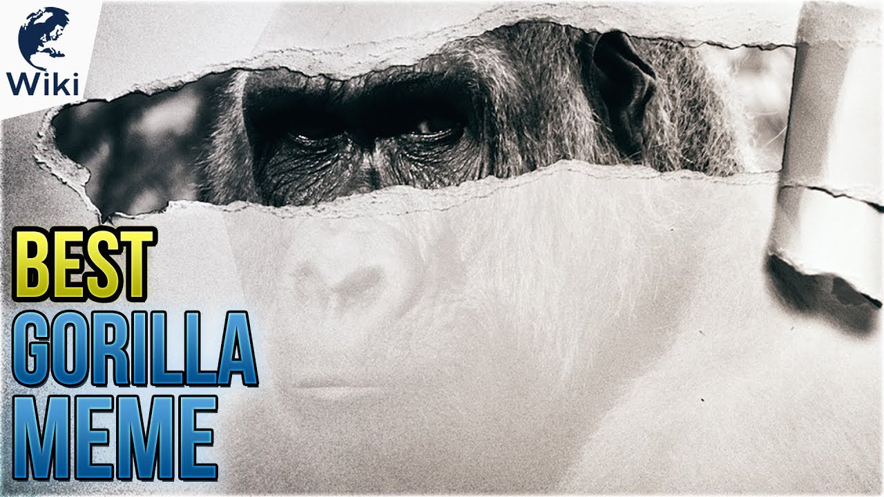 The Best Gorilla Meme Is Here - YouTube