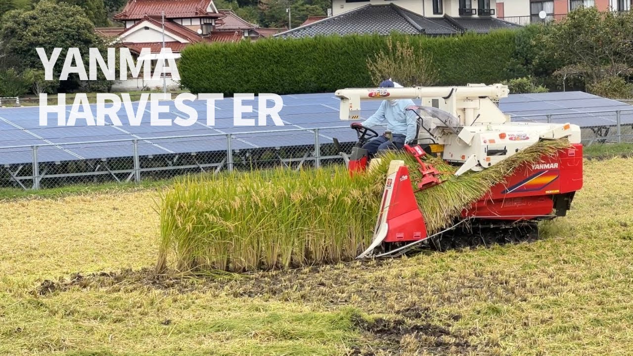 Rice harvesting machine in Japan - YouTube