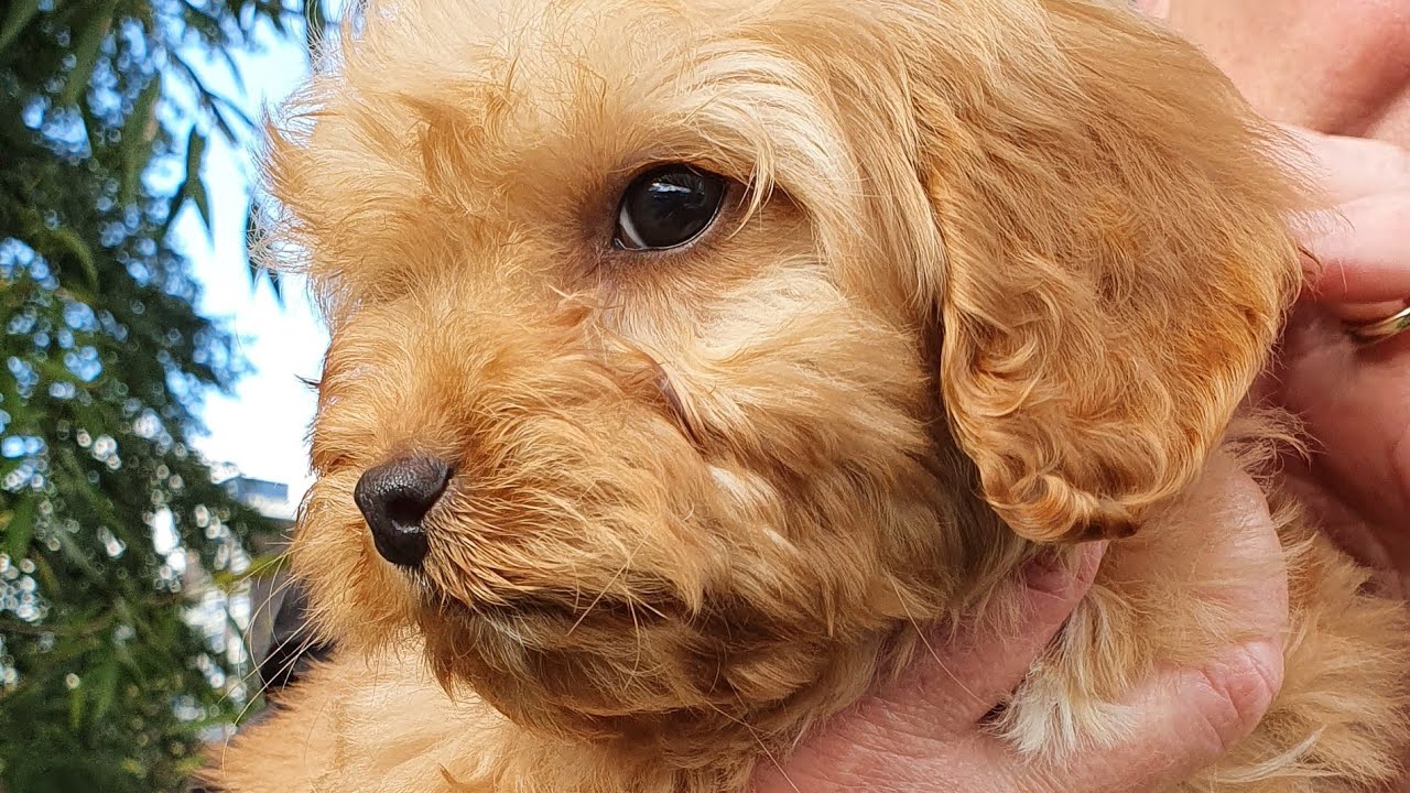 Meet Milly A Toy Cockapoo Dog - YouTube