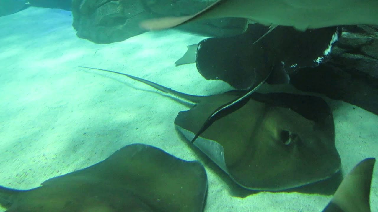 Ray Bay, Ripley's Aquarium of Canada, Toronto, Canada - YouTube