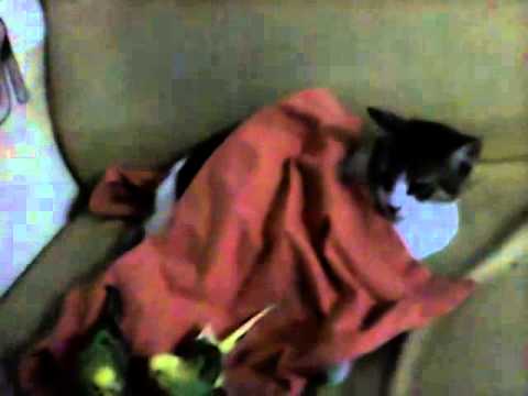 Kedi kus kardes