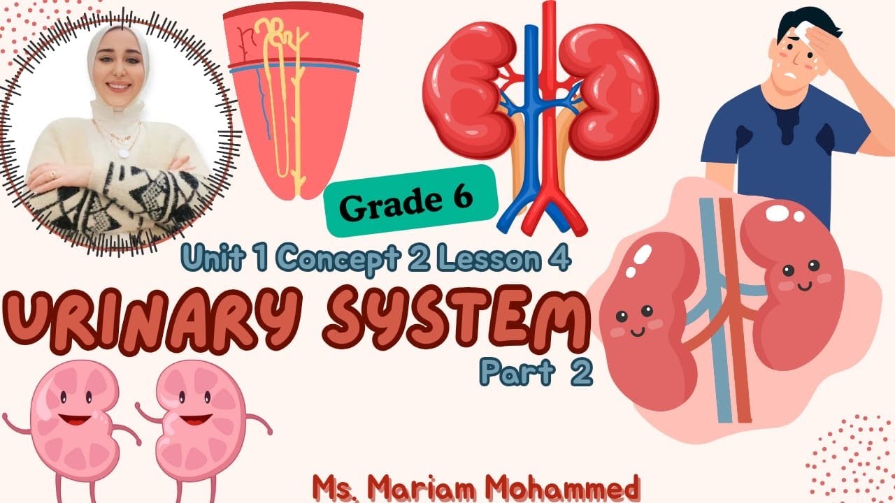 Grade 6 | Unit 1 | Concept 2 | Lesson 4 | part (2 ) | Urinary System ...