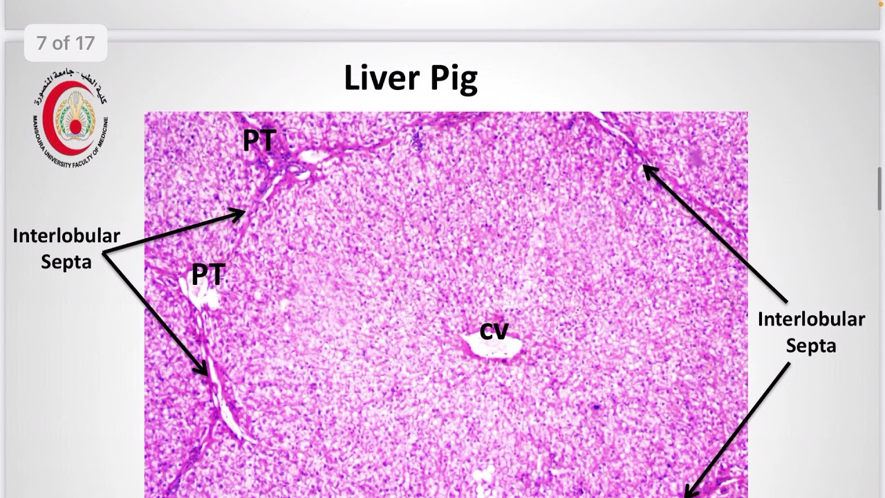 practical - Histo 3 GIT - YouTube