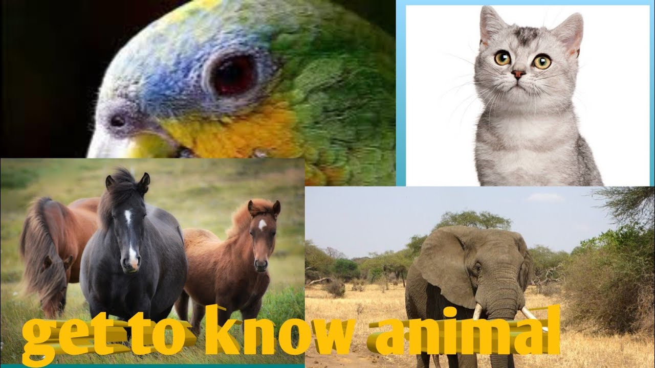 get to know animals - getting to know animals - animals song - YouTube