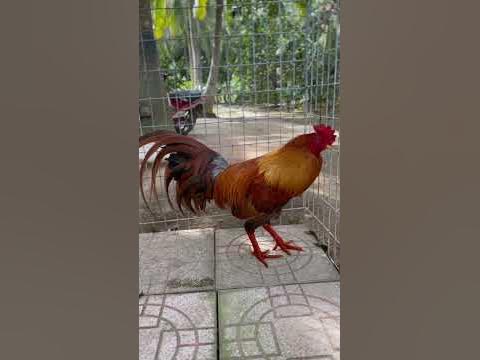 3kg6 đủ chuẩn...lh Không968906646 - YouTube