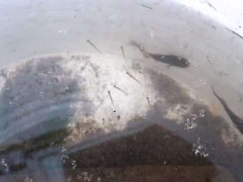 Baby Bowfin - YouTube