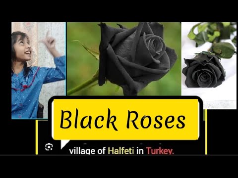 Black Roses #turkey || Halfeti #youtubevedios - YouTube