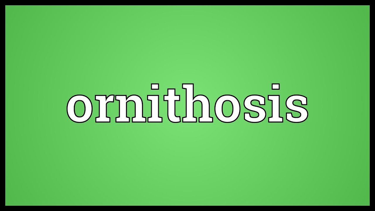 Ornithosis Meaning - YouTube