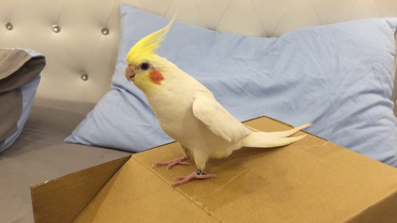 Tap Dancing Cockatiel || ViralHog - YouTube