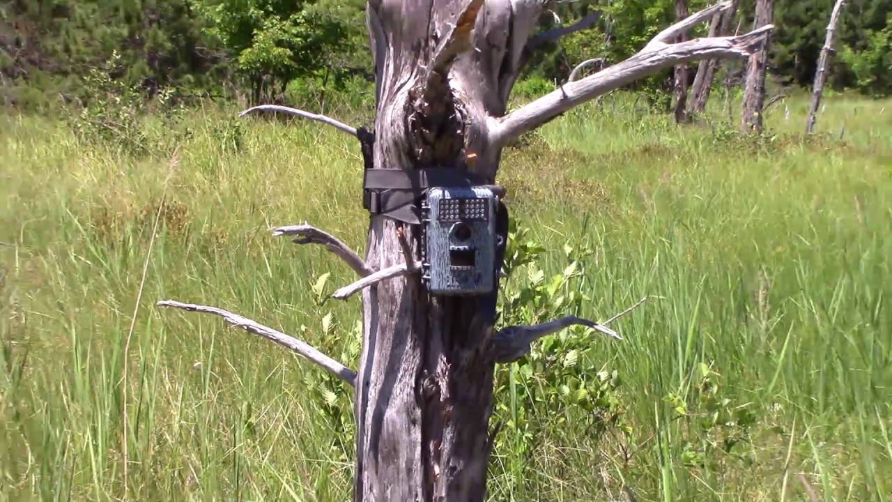 Trail Camera Placement In Big Woods - YouTube