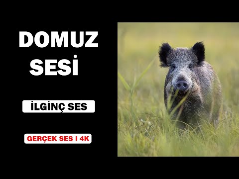 Gerçek Domuz Sesleri | Yüksek Kalite | İlginç Domuz Sesi Deneyimi! | 4K