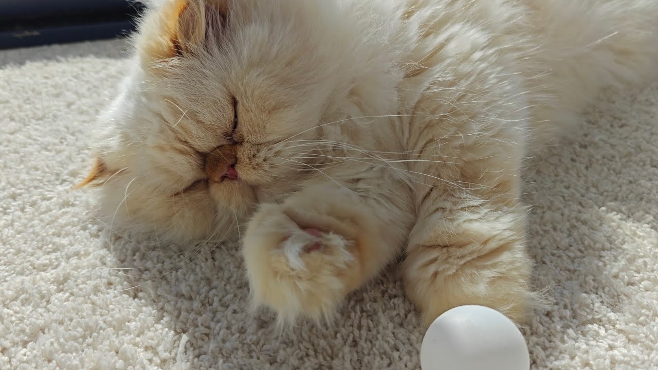 Sweet Fat Boy plays with his ping pong ball! - YouTube