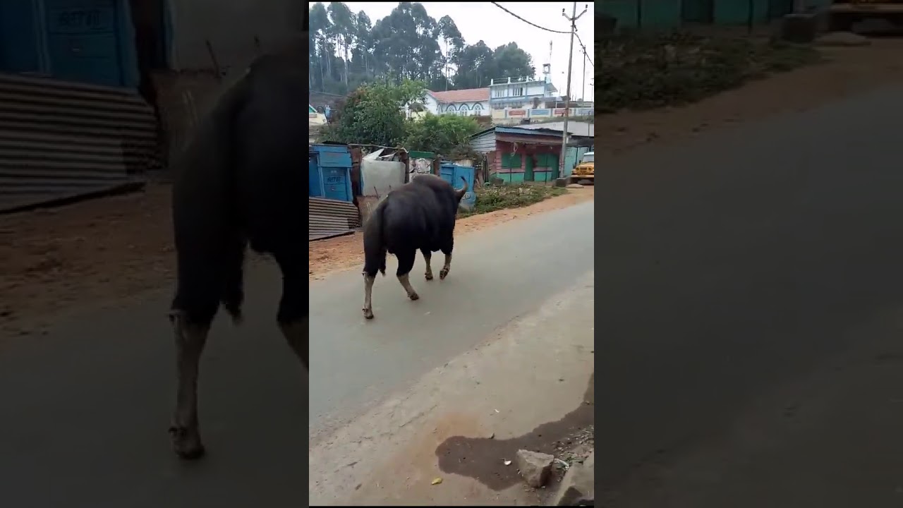 Bison | Ooty | Wildlife | Nilgiris - YouTube