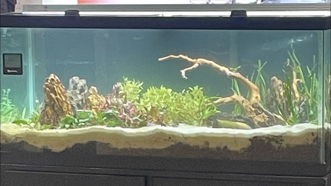 First Time Aquascaping - YouTube