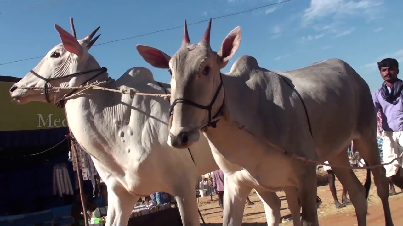 10 months old hallikar bulls for 1 lakh 60 thousands - YouTube