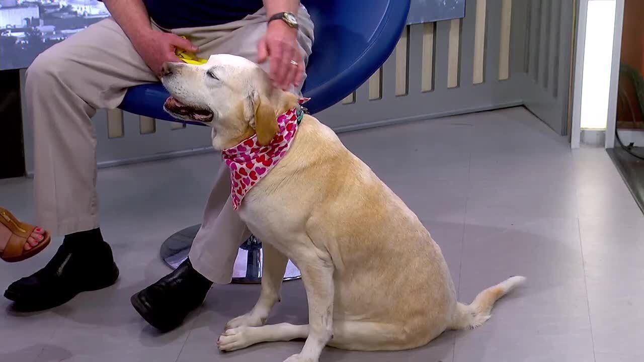 Tips from a vet: spring allergies - YouTube