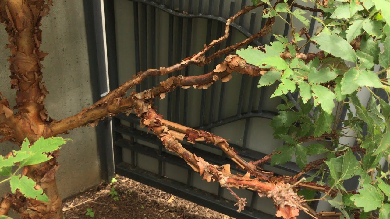 Paperbark maple - YouTube