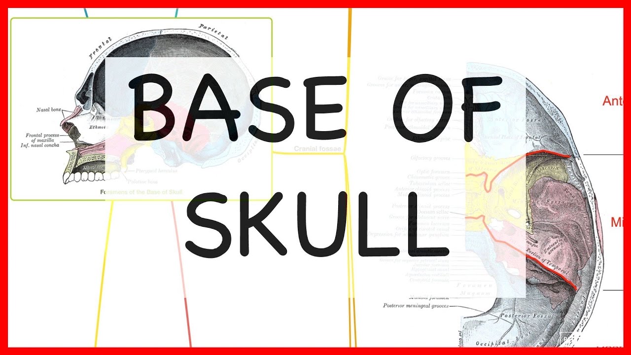 BASE OF SKULL -ANATOMY SERIES - YouTube
