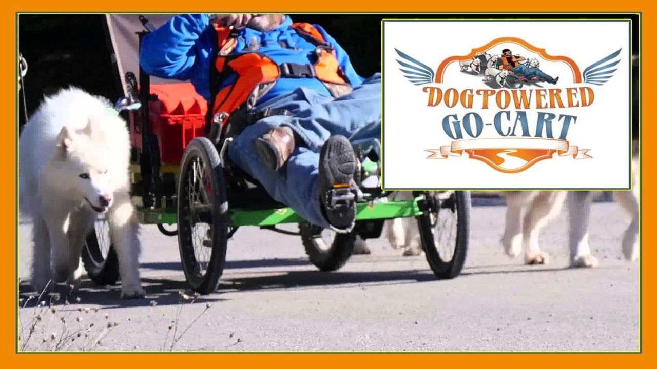 Dog Cart | Urban Mushing Down Spruce Mountain - Part 5 | Dog Powered ...