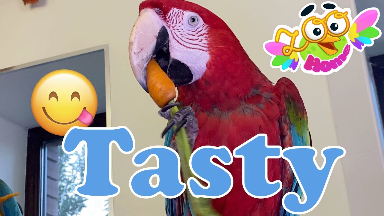 Parrots eat young carrots from the garden. - YouTube