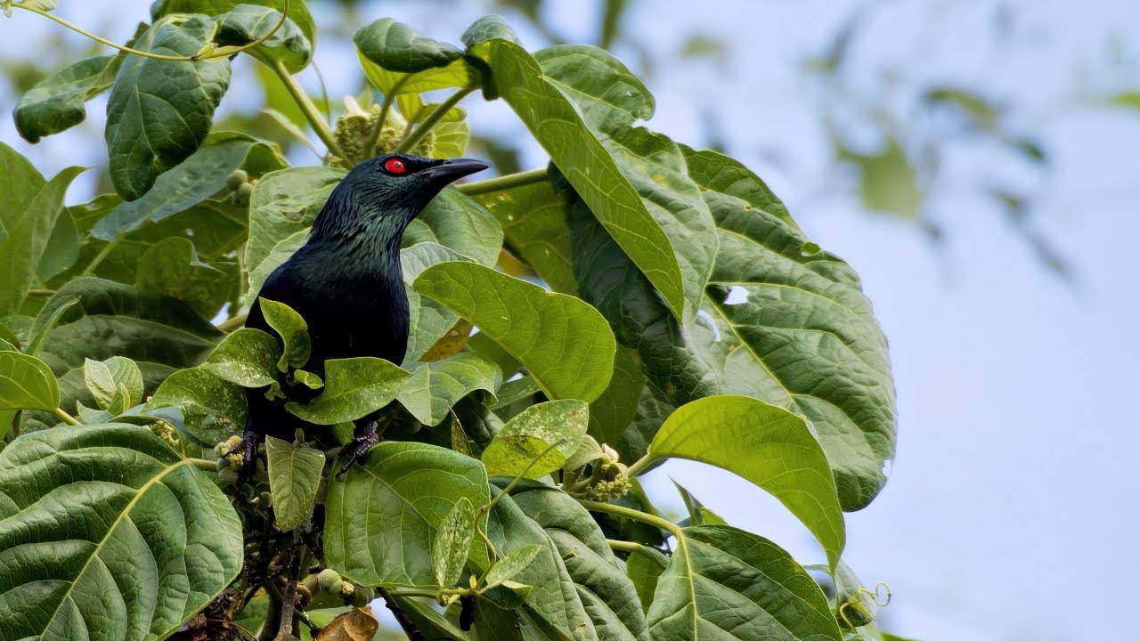 Male Asian Koel Perched on Tree, Searching for Food | OM System OM-1 ...