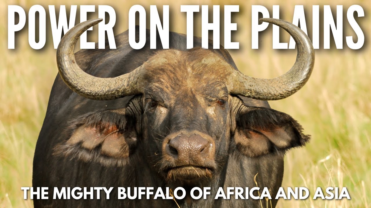 Power on the Plains | The Mighty Buffalo of Africa and Asia - YouTube