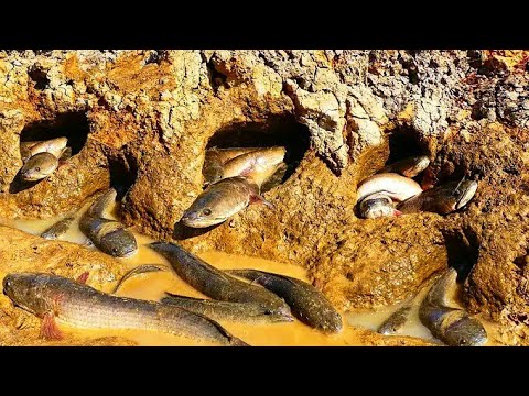 Wow Really Smart Hand Fishing In River Dry Place Underground Big Stuck ...