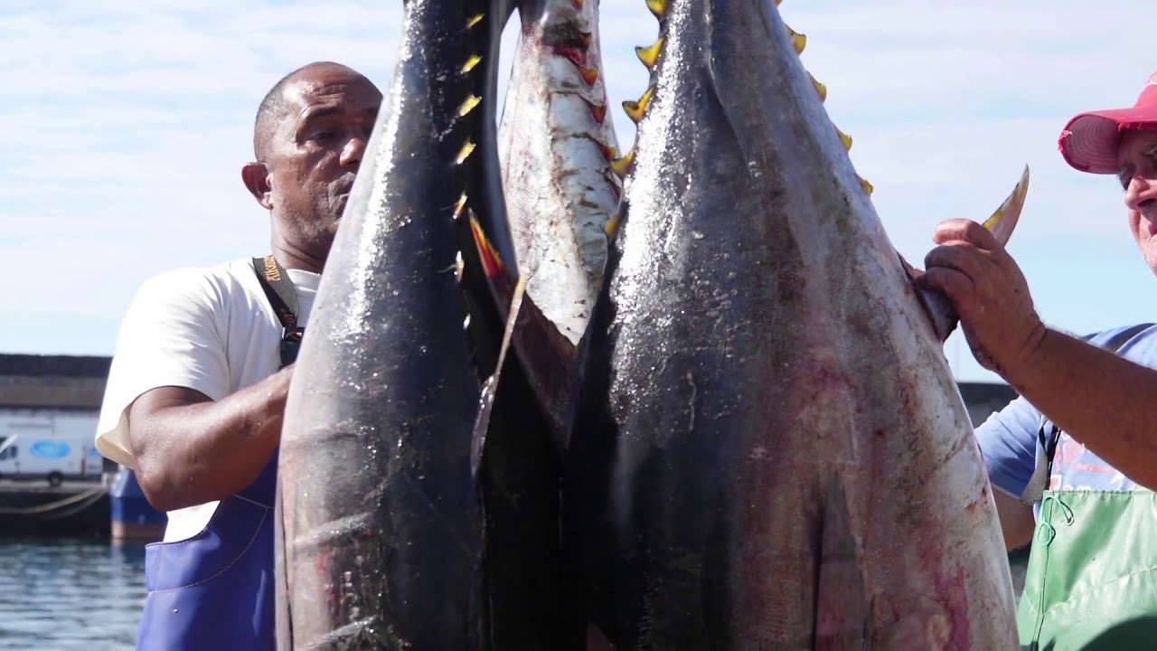 Bait to Plate: Track and Trace your Tuna - YouTube