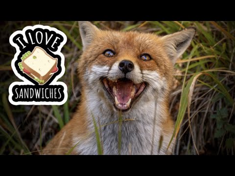 This Fox Loves Peanut Butter Sandwiches! - YouTube