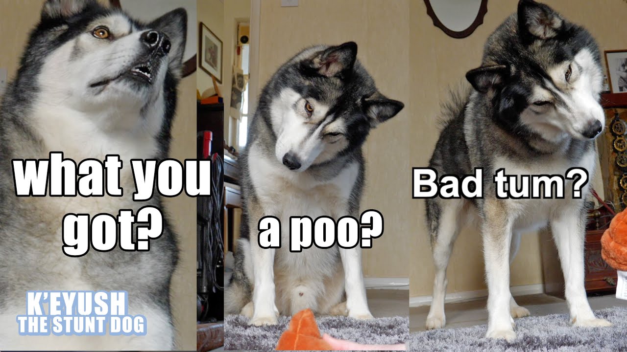 Husky Argues with Farting Poop! Tells Me To Grow up! Hilarious Reaction ...