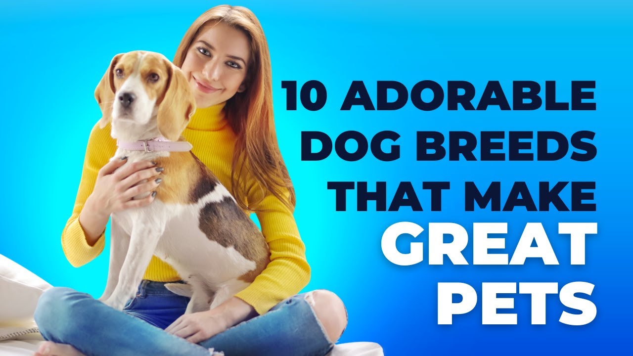 10 Adorable Dog Breeds That Make Great Pets - YouTube