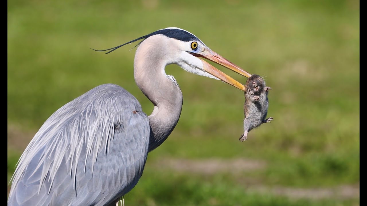 Great Blue Heron stalking and catching a Botta's Pocket Gopher - YouTube