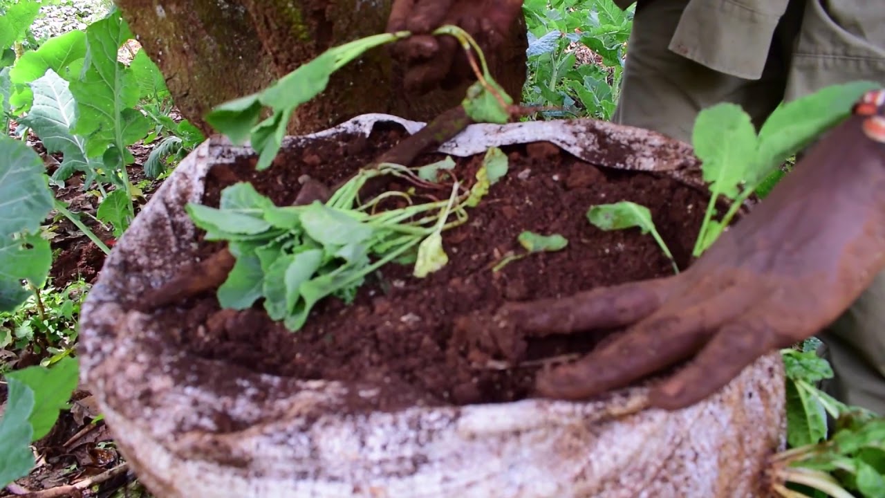Vertical Sack Farming - YouTube