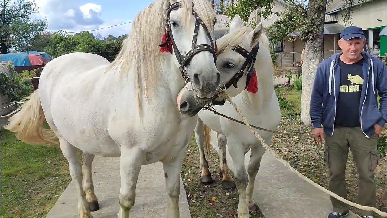 🐎КОНІ НА ПРОДАЖУ 💵 - YouTube