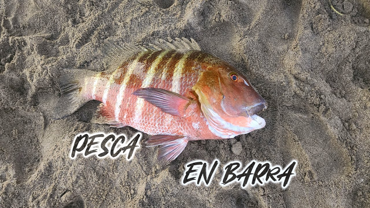PESCA CON DRONE || CAPTURA DE PARGO COCONACO - YouTube