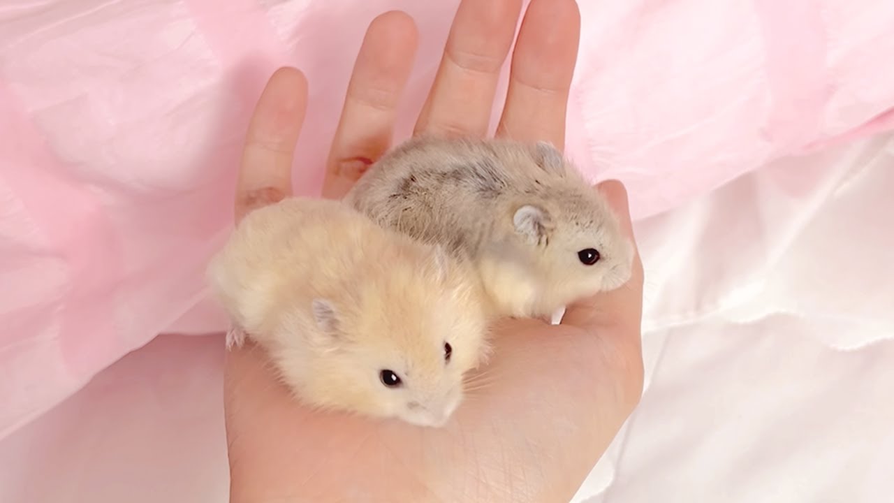 침대 위 아기 햄스터 🐹 Youtube