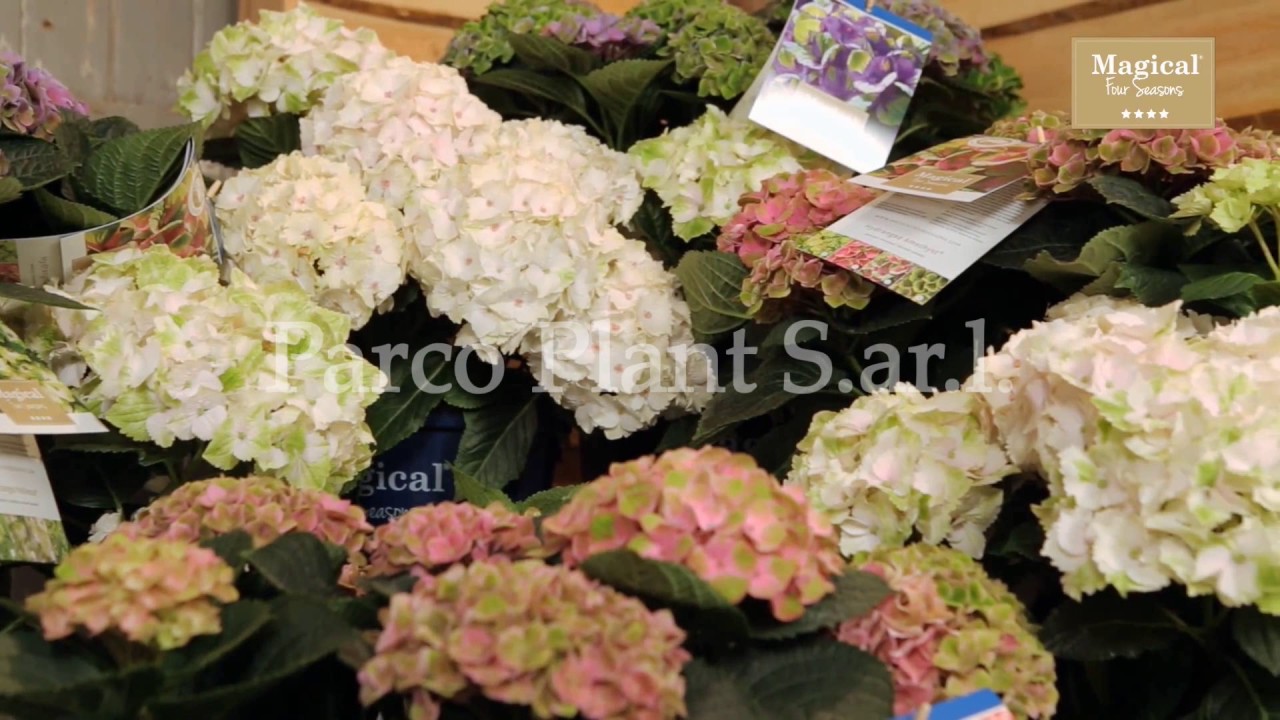 PARCO PLANT: Collezione Hydrangea Magical®FourSeasons - YouTube