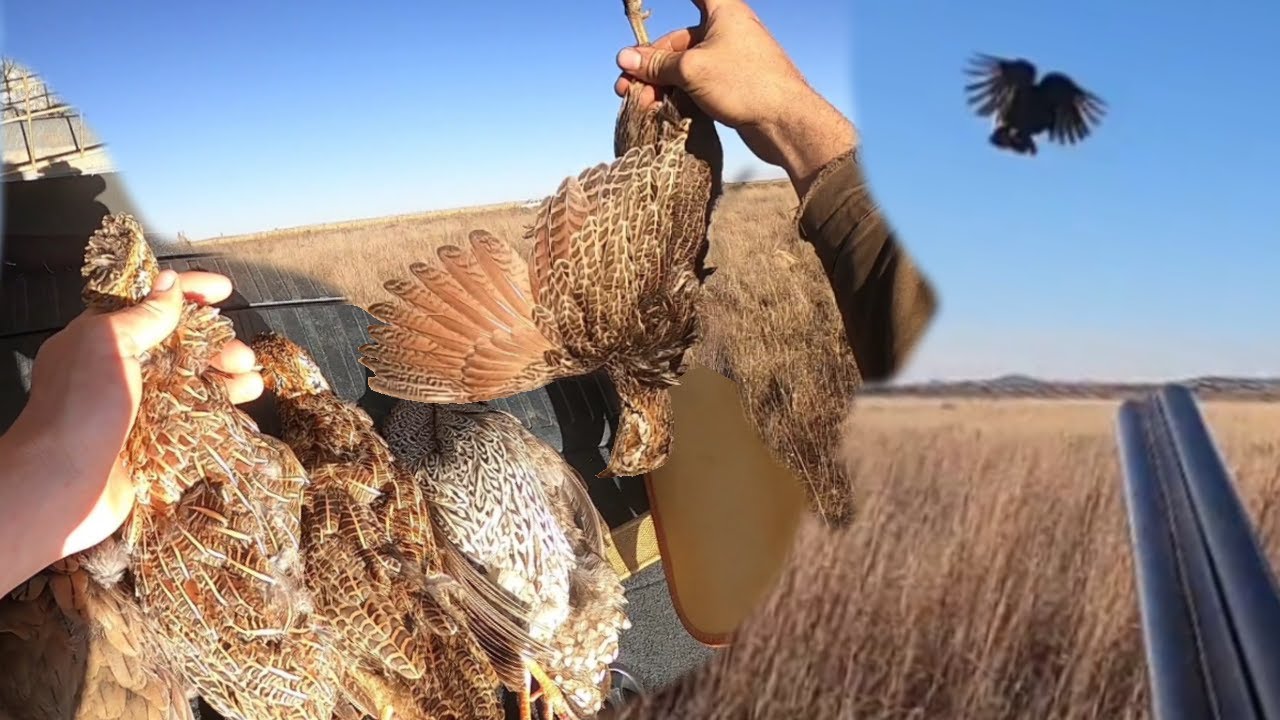 Wing-shooting the royal 3!!! African pheasant (francolin) - YouTube