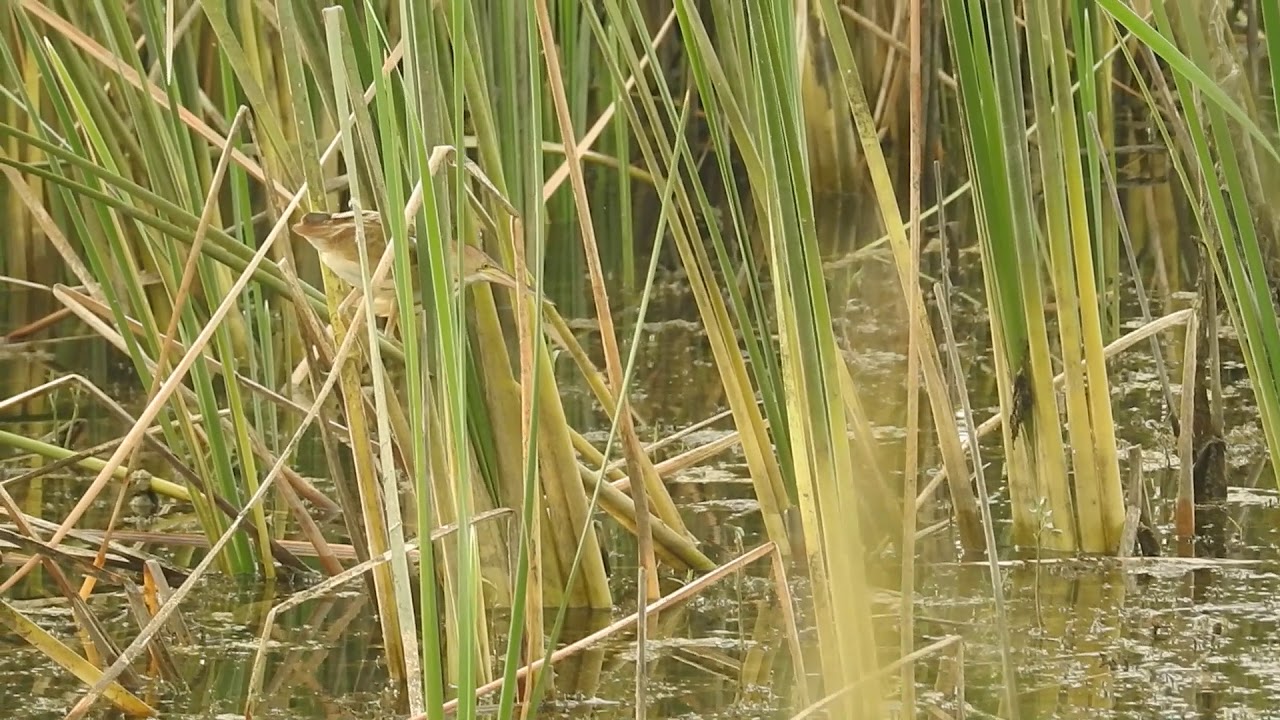 Yellow Bittern (Ixobrychus sinensis) foraging behavior_Hareendra ...