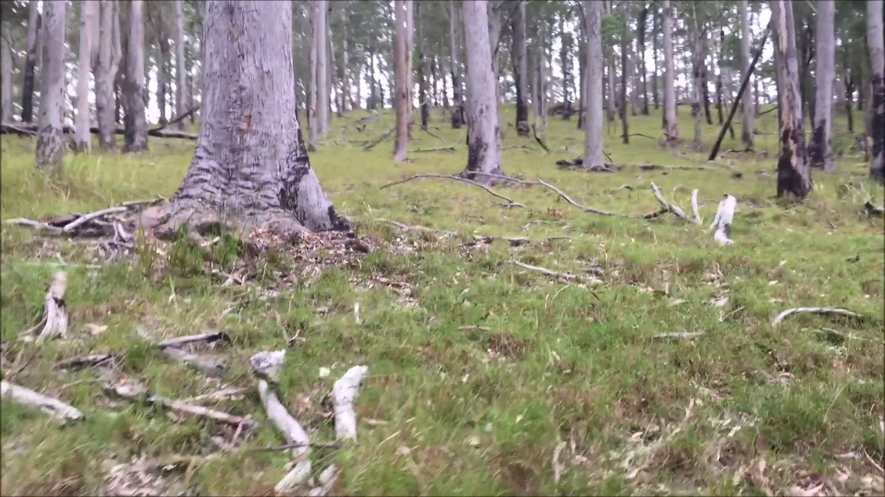 283 acre Bush Block FOR SALE in Bulahdelah area with R & R Property ...