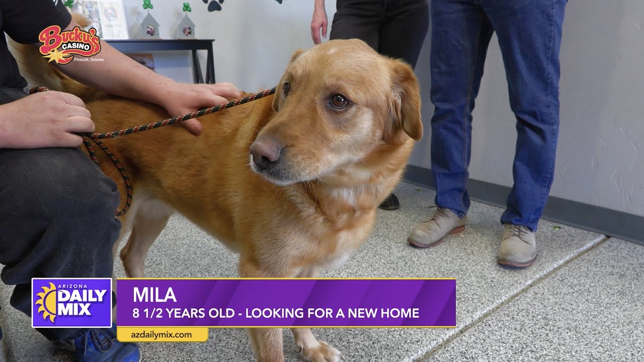 Adorable Adoptable Dogs at Yavapai Humane Society - YouTube