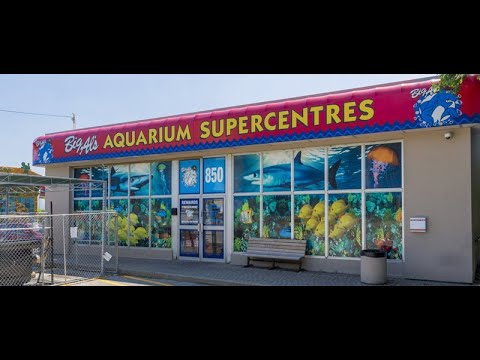 Big Al's - Aquarium, Reptile, Pond and Small Animal Specialists Canada ...