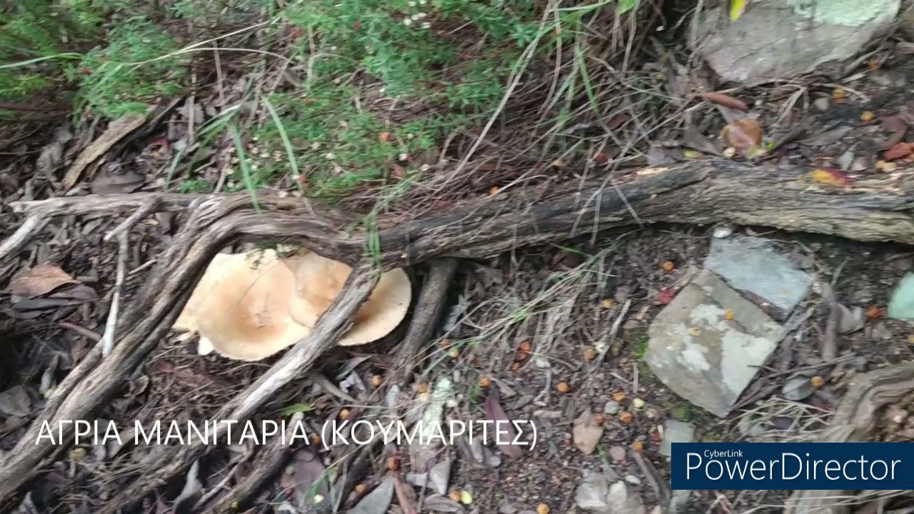 ΚΟΥΜΑΡΙΤΕΣ, ΑΓΡΙΑ ΜΑΝΙΤΑΡΙΑ - YouTube