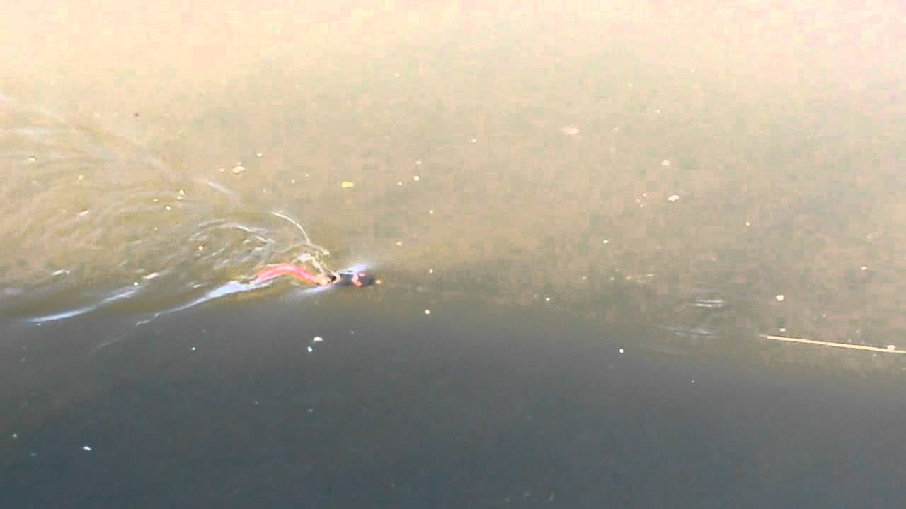 Rat swimbait Prototype #2 - YouTube