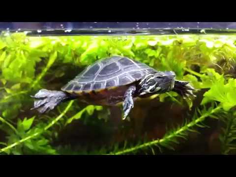 [Daily Life] Southern painted turtle swimming around tank - YouTube