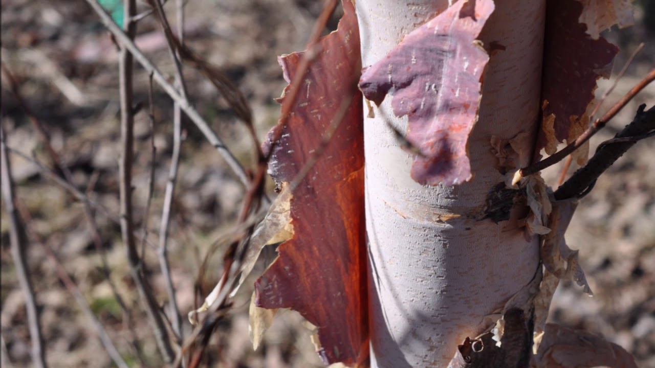 River birch, a semi aquatic tree - YouTube