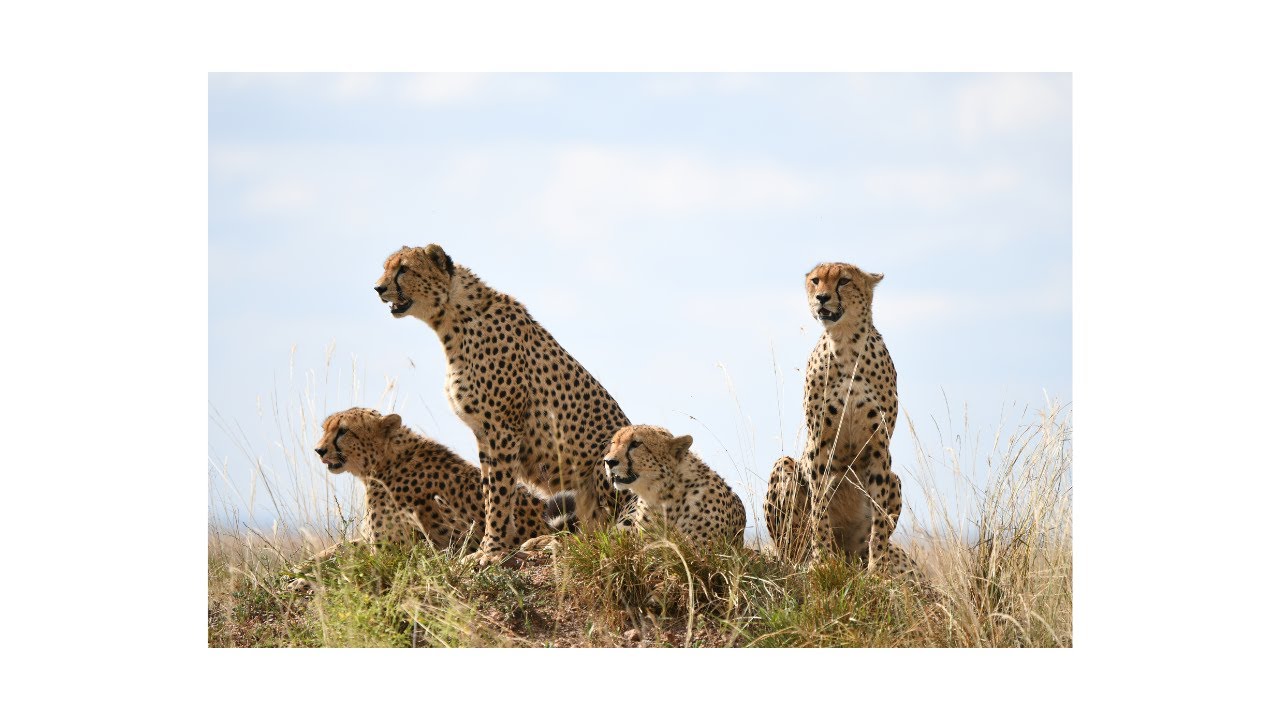 Speed Demons: Fascinating Facts About Cheetahs and Their Lightning ...
