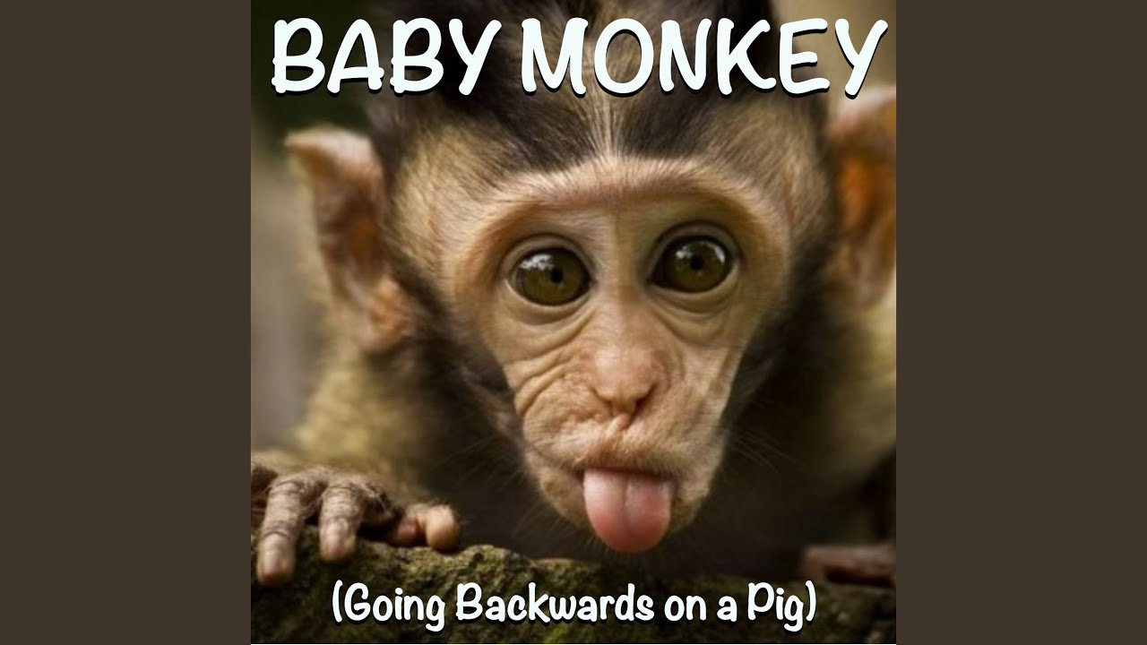 Baby Monkey (Going Backwards On A Pig) - YouTube