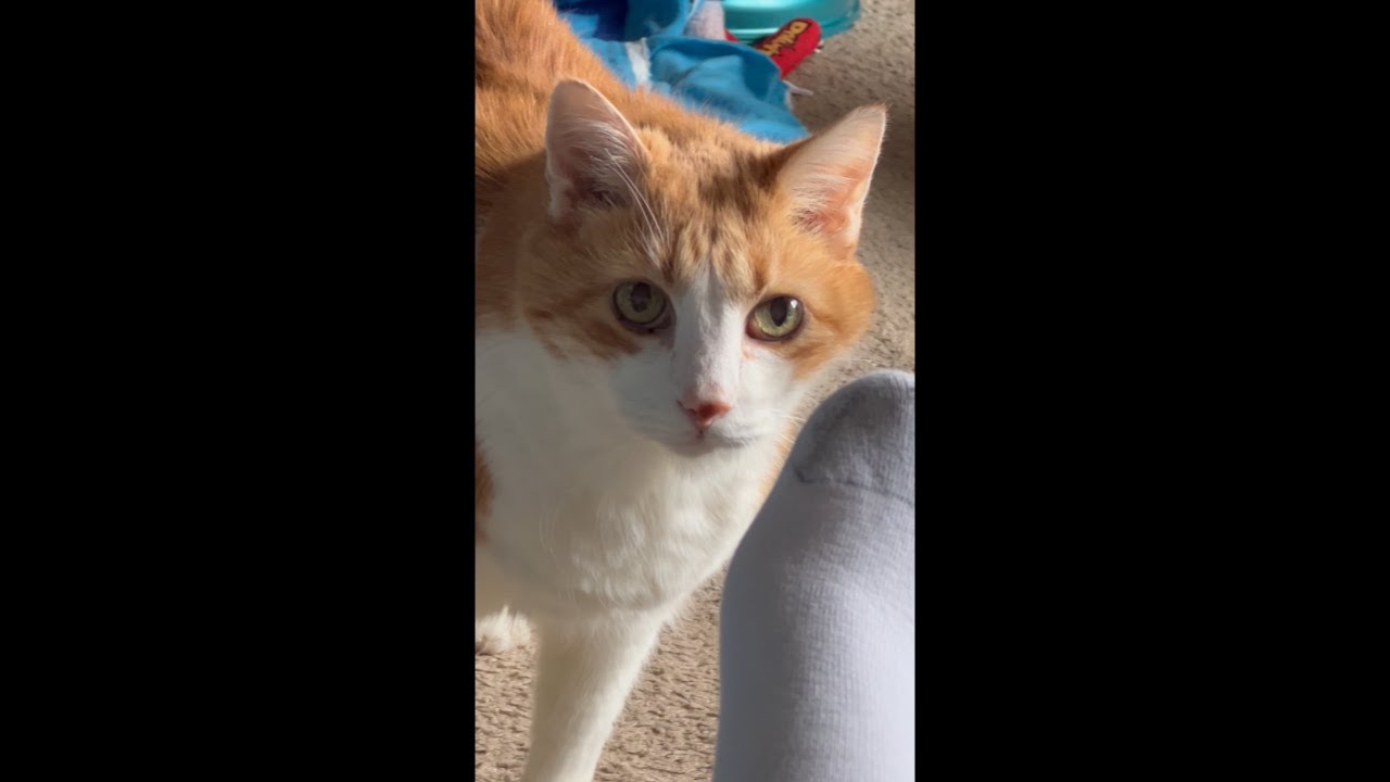 Cat thinks I'm eww - YouTube