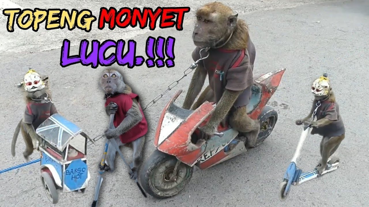 TOPENG MONYET LUCU, FUNNY MONKEY FULL ATTRACTION - YouTube
